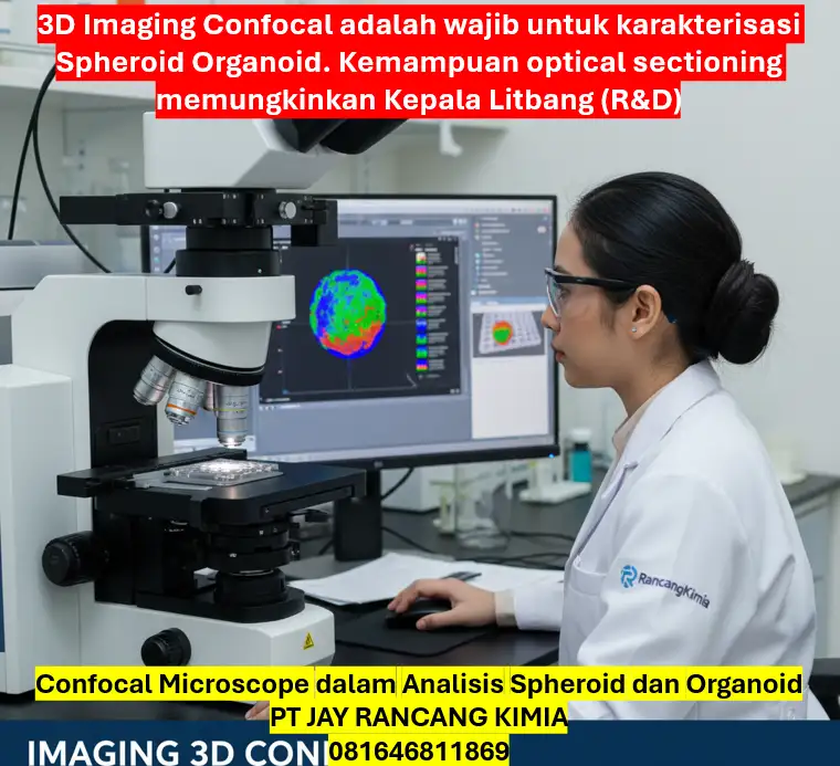 Confocal Microscope dalam Analisis Spheroid dan Organoid
